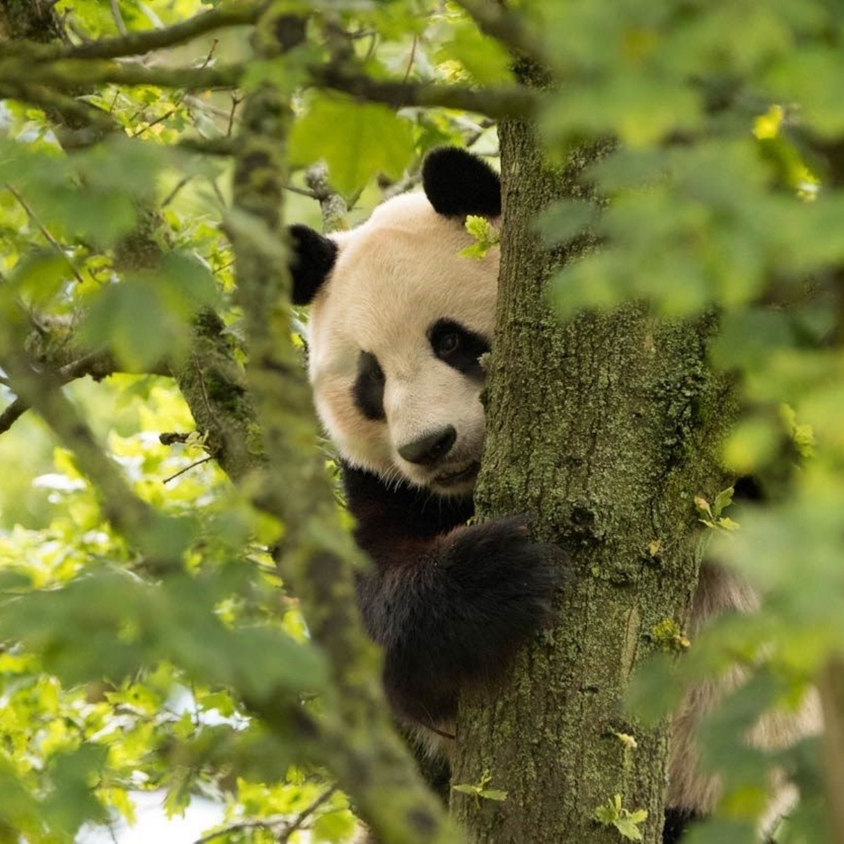 Stanton St Quintin - Panda Cam!